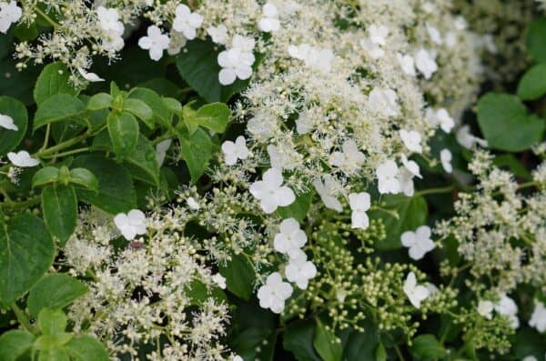 10 Non-Invasive Vines That Won't Take Over Your Garden