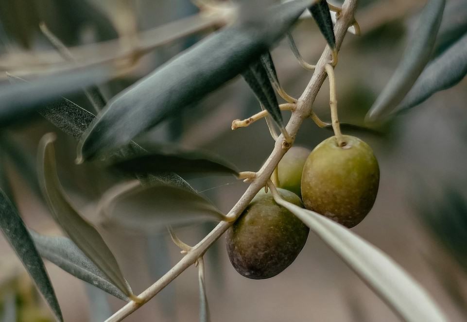 14 Medicinal Trees with Profound Healing Properties
