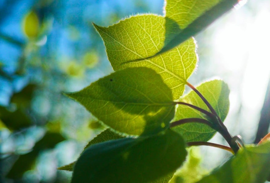 14 Medicinal Trees with Profound Healing Properties