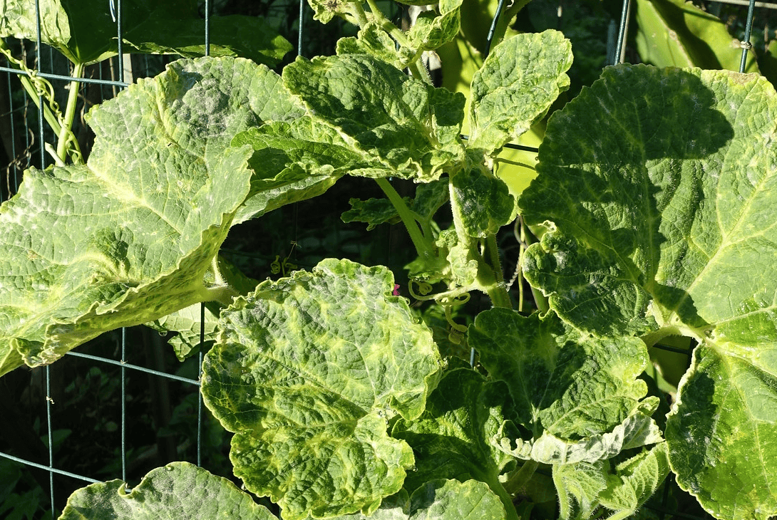 Zucchini Mosaic Virus: Insidious Bane of the Cucurbit Family