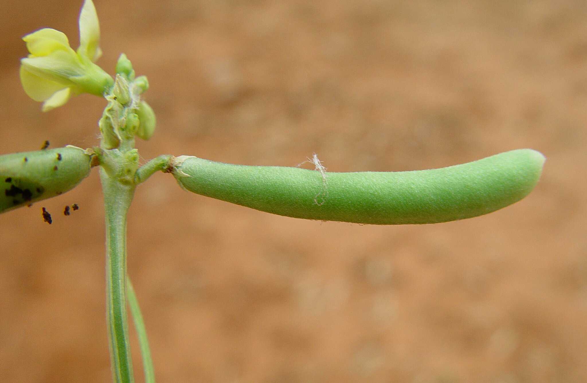 Bush Carrots: How to Grow These Australian Delights