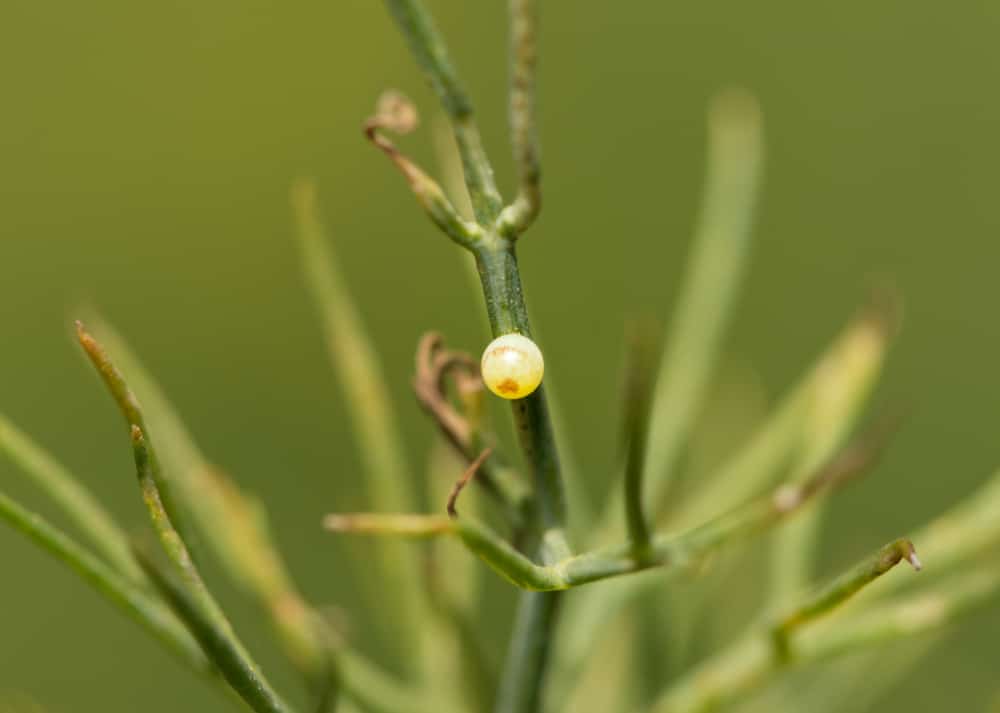 Parsley Worm (Papilio polyxenes) and How to Eliminate It