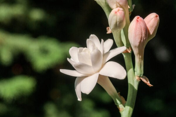 How to Grow Tuberoses in Your Garden for Floral Fragrance and Color