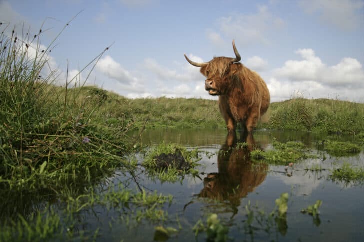Highland Cattle: Get to Know This Sweet, Gentle Breed