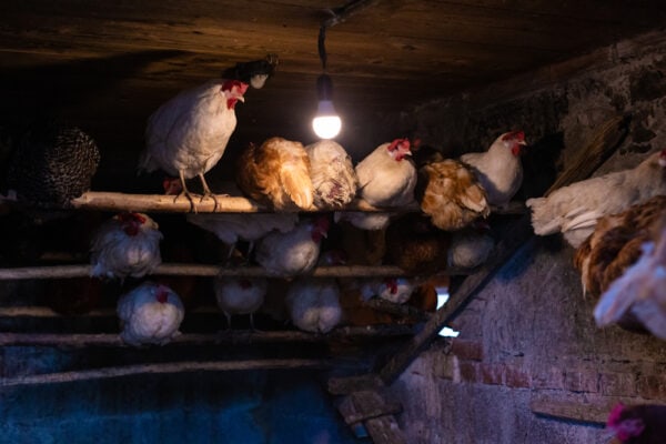 11 Ways to Stop a Chicken Roosting in Trees