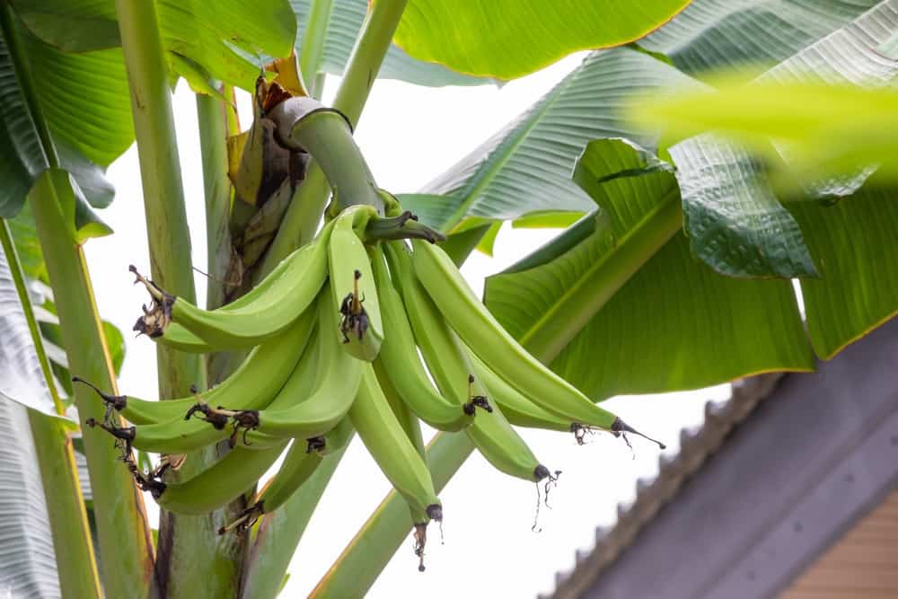 How to Grow Plantains for Food and Beauty