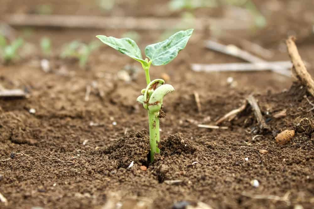 Bush Carrots: How to Grow These Australian Delights