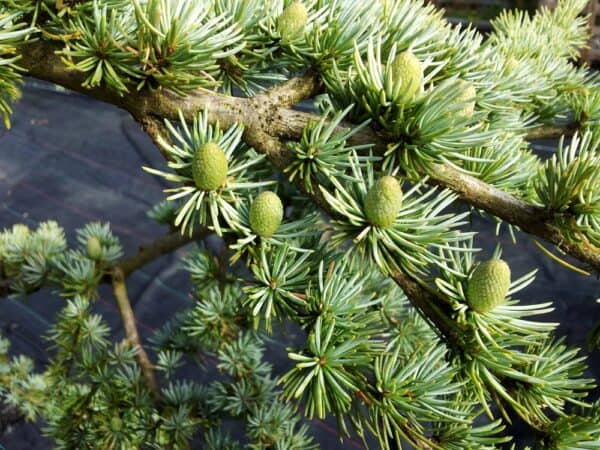 14 Medicinal Trees with Profound Healing Properties