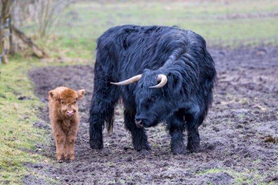 Highland Cattle: Get to Know This Sweet, Gentle Breed