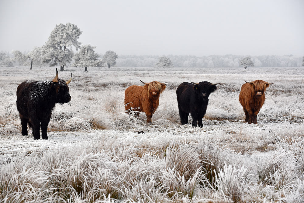 Highland Cattle: Get to Know This Sweet, Gentle Breed