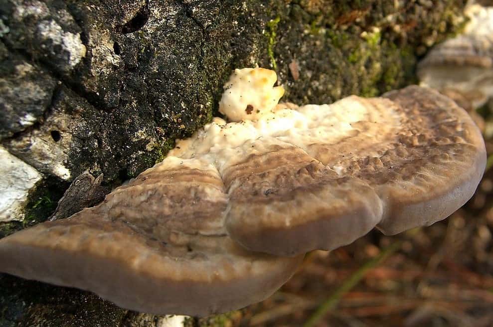 Pine Tree Problems—10 Common Pests and Diseases
