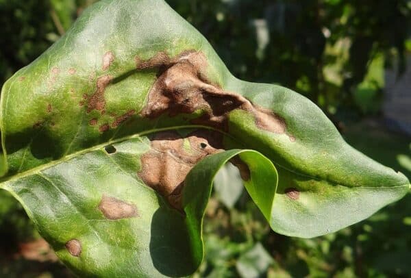 9 Devastating Bean Diseases and How to Treat Them