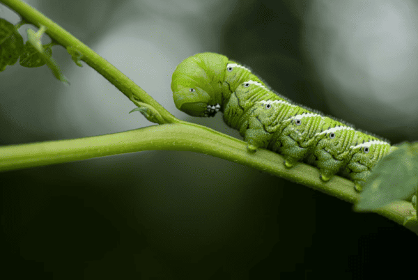 22 Common Bean Pests and How to Eliminate Them