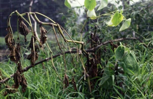 9 Devastating Bean Diseases and How to Treat Them