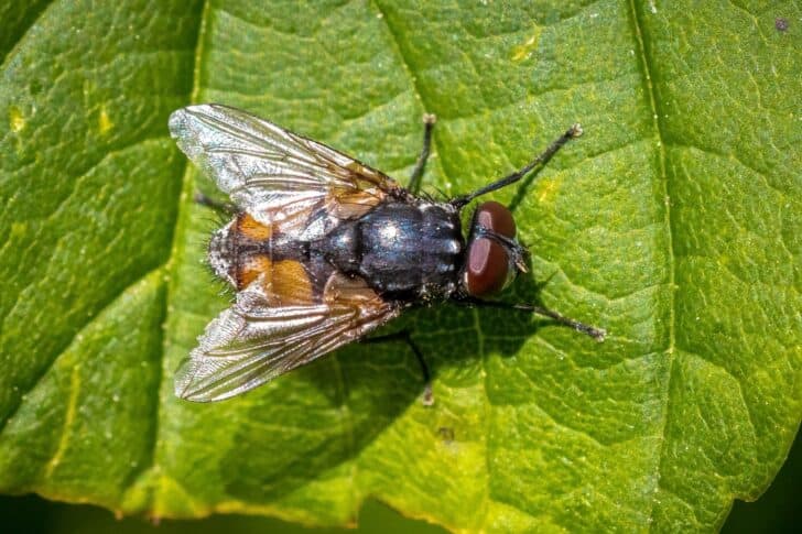 13 Fly Control Methods to Protect Your Barn and Pasture