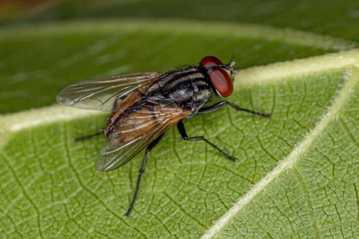 13 Fly Control Methods to Protect Your Barn and Pasture