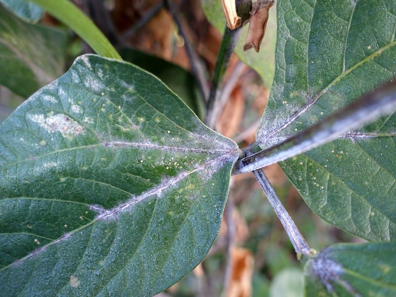 9 Devastating Bean Diseases and How to Treat Them
