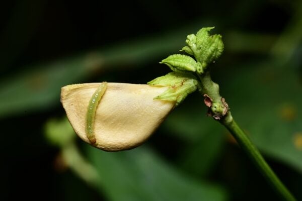 22 Common Bean Pests and How to Eliminate Them