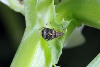 22 Common Bean Pests and How to Eliminate Them