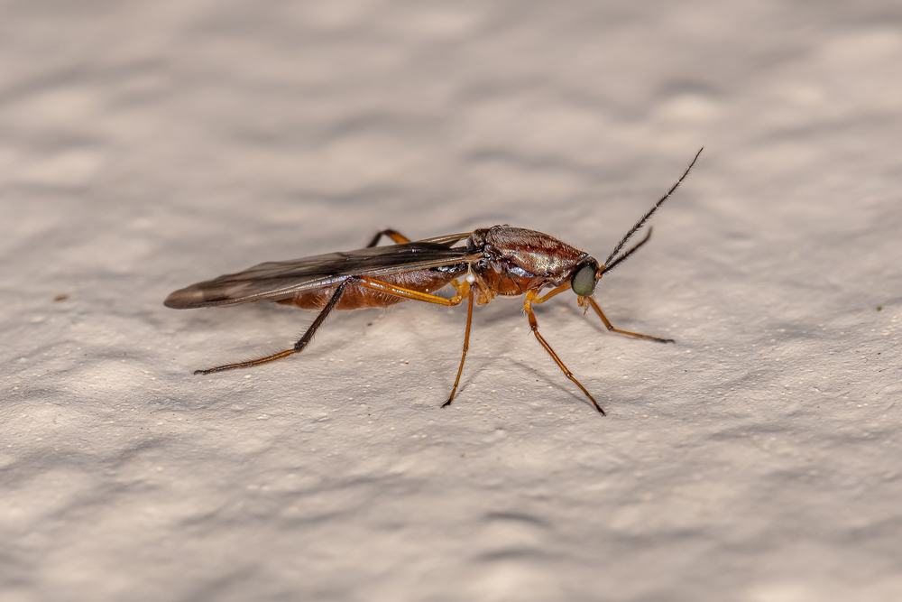 13 Fly Control Methods to Protect Your Barn and Pasture