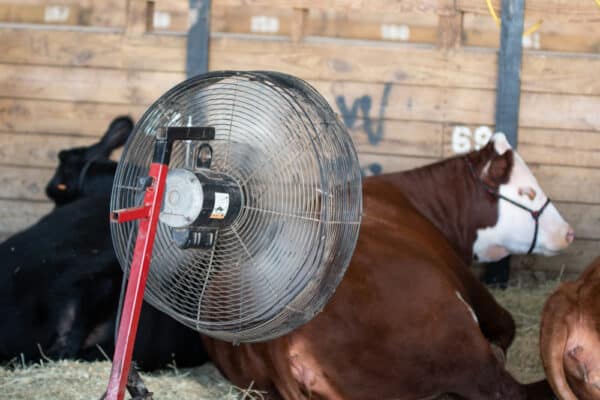 13 Fly Control Methods to Protect Your Barn and Pasture
