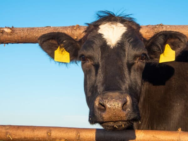 13 Fly Control Methods to Protect Your Barn and Pasture