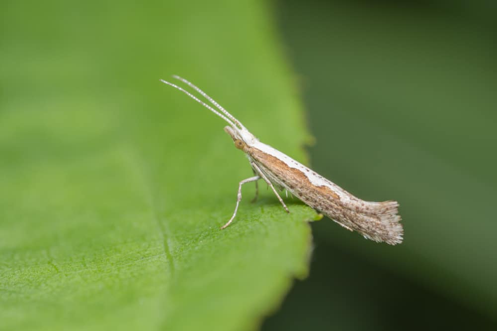 9 Broccoli Pests and Diseases and How to Handle Them