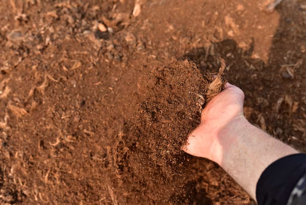 10 Easily Avoidable Causes of Carrot Splitting or Cracking