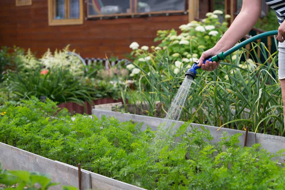 10 Easily Avoidable Causes of Carrot Splitting or Cracking