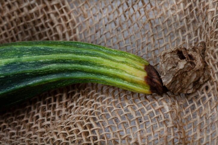 Holes in Cucumbers: 9 Potential Causes and Remedies