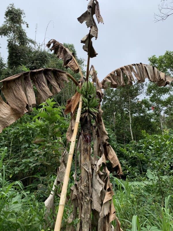 Panama Disease: Dealing With Banana Fusarium Wilt Fungus