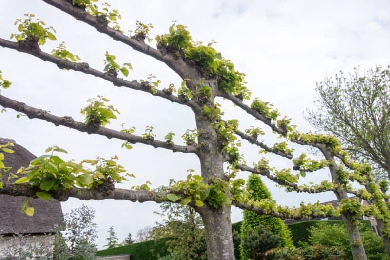 How to Espalier Fruit Trees to Maximize Growing Space