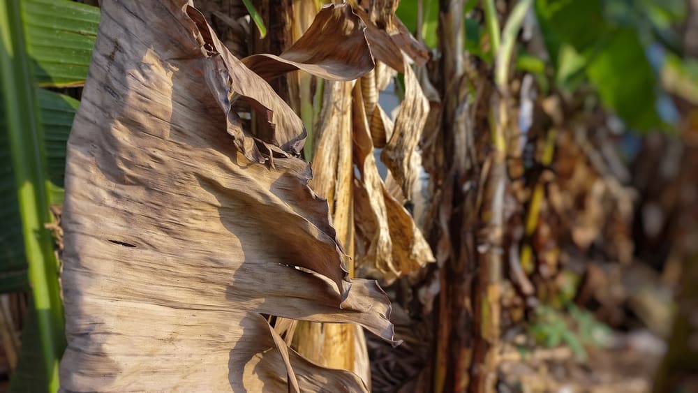 Panama Disease: Dealing With Banana Fusarium Wilt Fungus