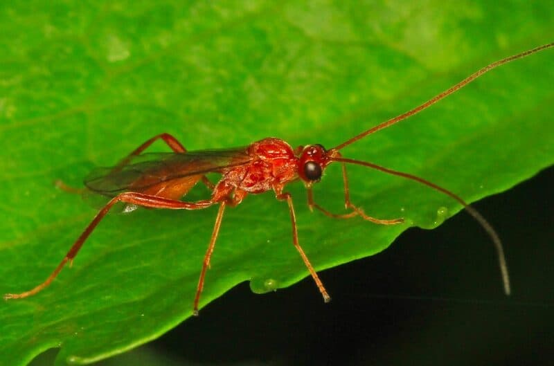 11 Plants that Attract Helpful Parasitic Braconid Wasps