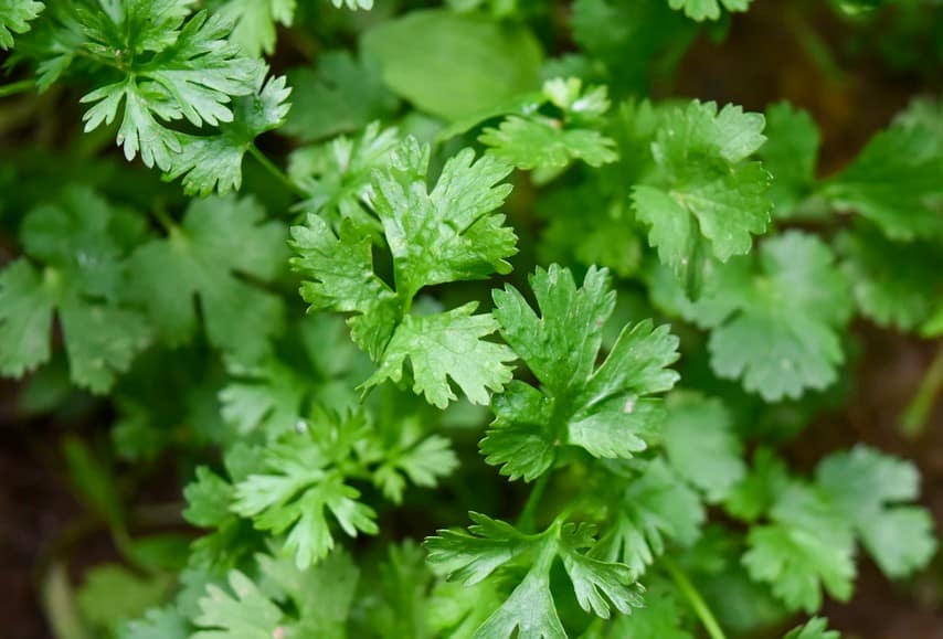 11 Plants that Attract Helpful Parasitic Braconid Wasps