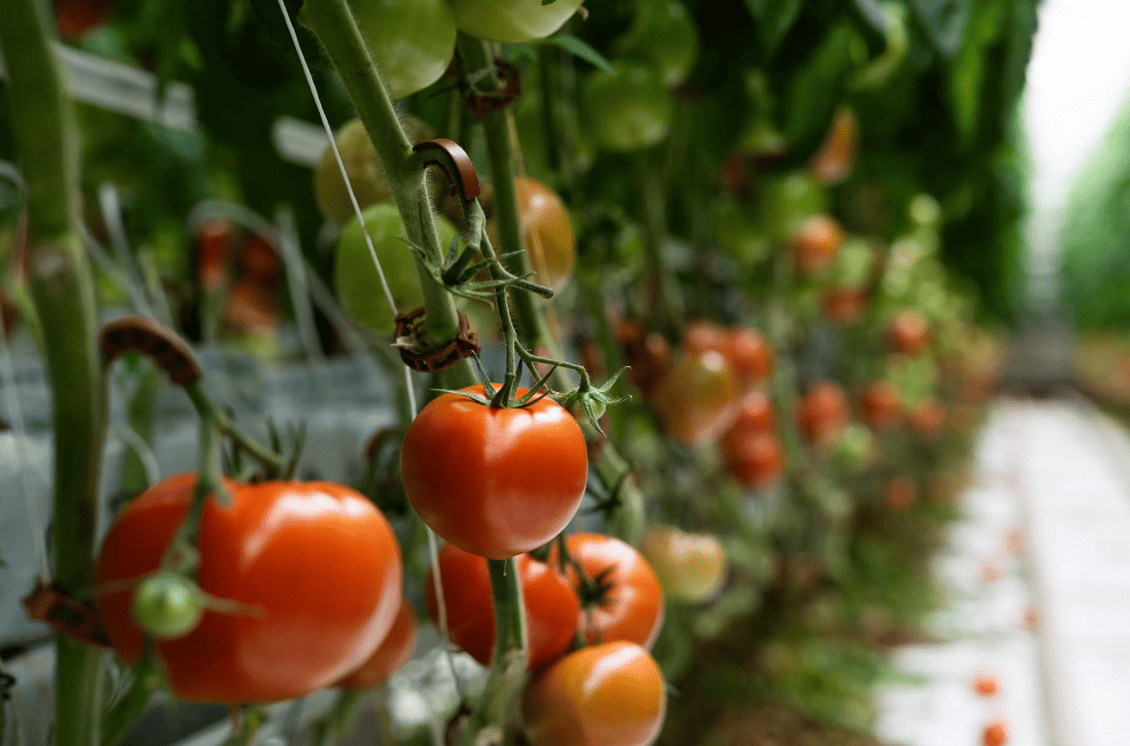 Differences Between Determinate and Indeterminate Tomatoes