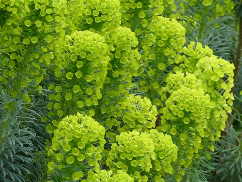Growing Euphorbia: How to Plant and Care for Spurge