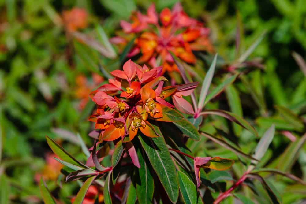 Growing Euphorbia: How to Plant and Care for Spurge