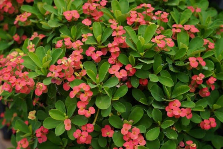 Growing Euphorbia: How to Plant and Care for Spurge