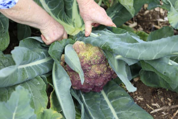Cauliflower Head Disorders: 12 Causes and Treatments