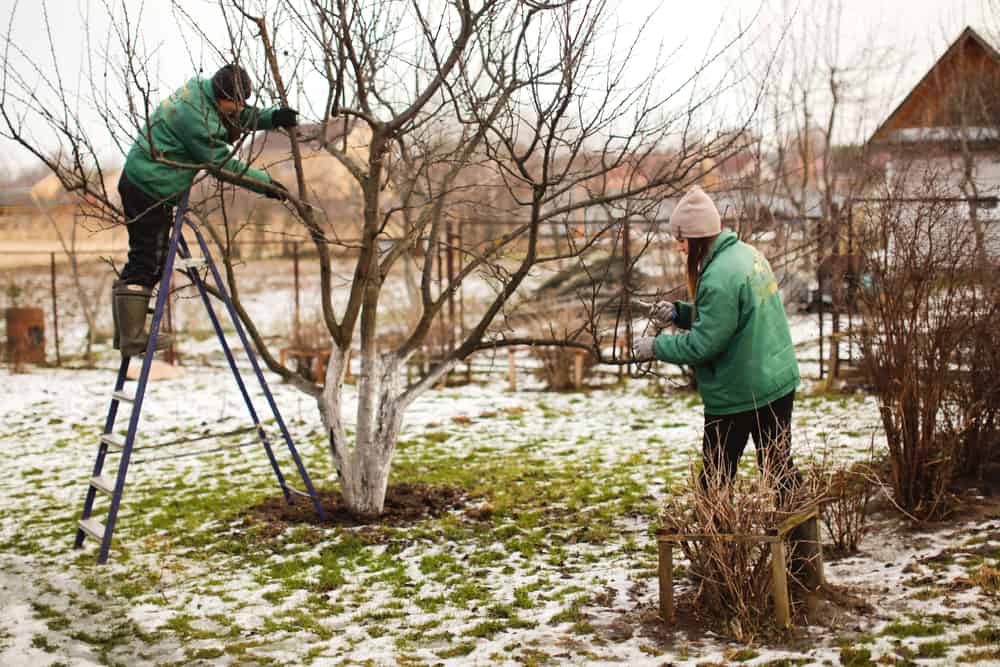 Tree Gummosis: How to Identify and Handle This Sticky Disease