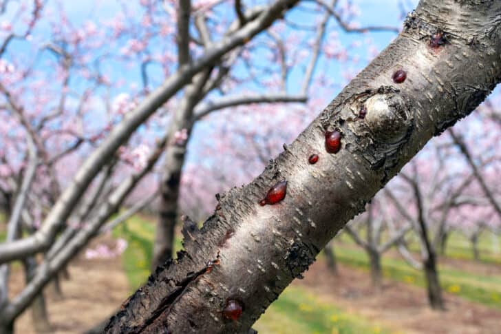 Tree Gummosis: How to Identify and Handle This Sticky Disease