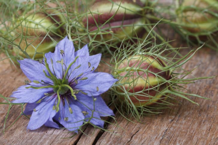 Growing Love-in-a-Mist: How to Plant and Care for Nigella