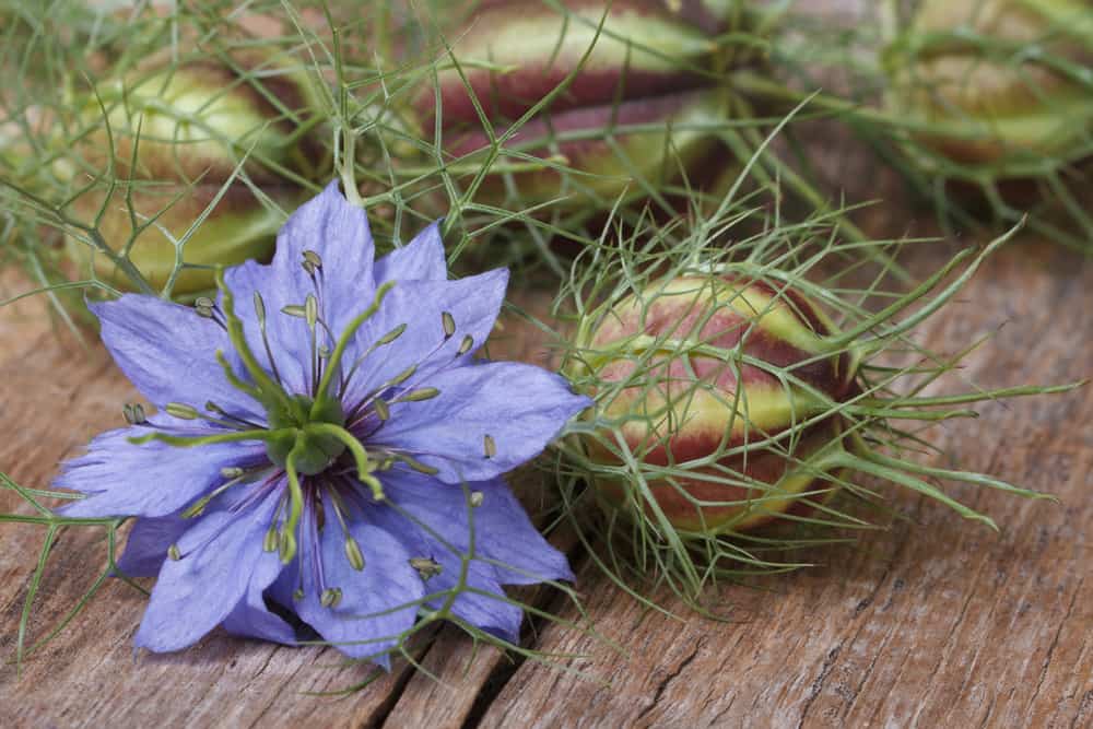 Growing Love-in-a-Mist: How to Plant and Care for Nigella