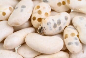 How to Identify and Deak with Obnoxious Bean Weevils