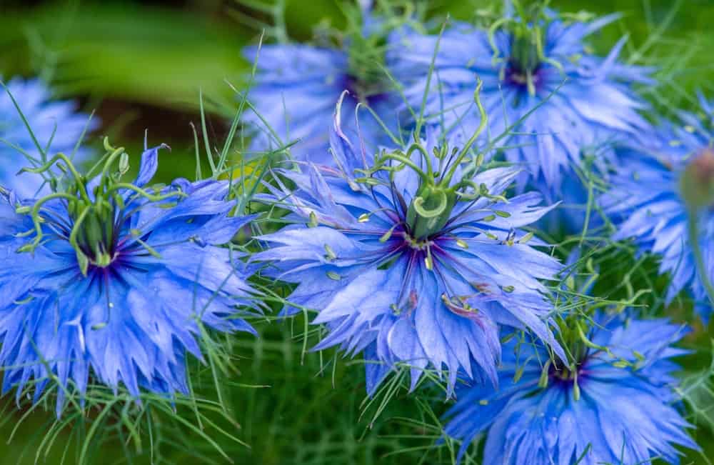 Growing Love-in-a-Mist: How to Plant and Care for Nigella