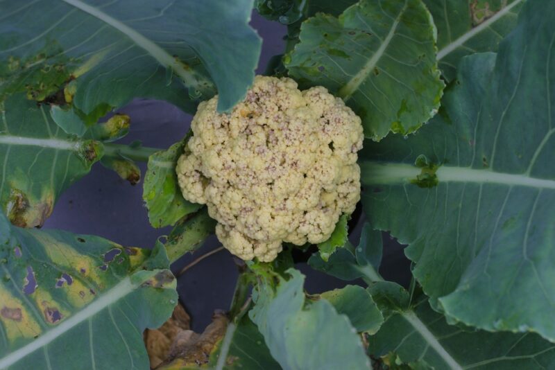 Cauliflower Head Disorders: 12 Causes and Treatments