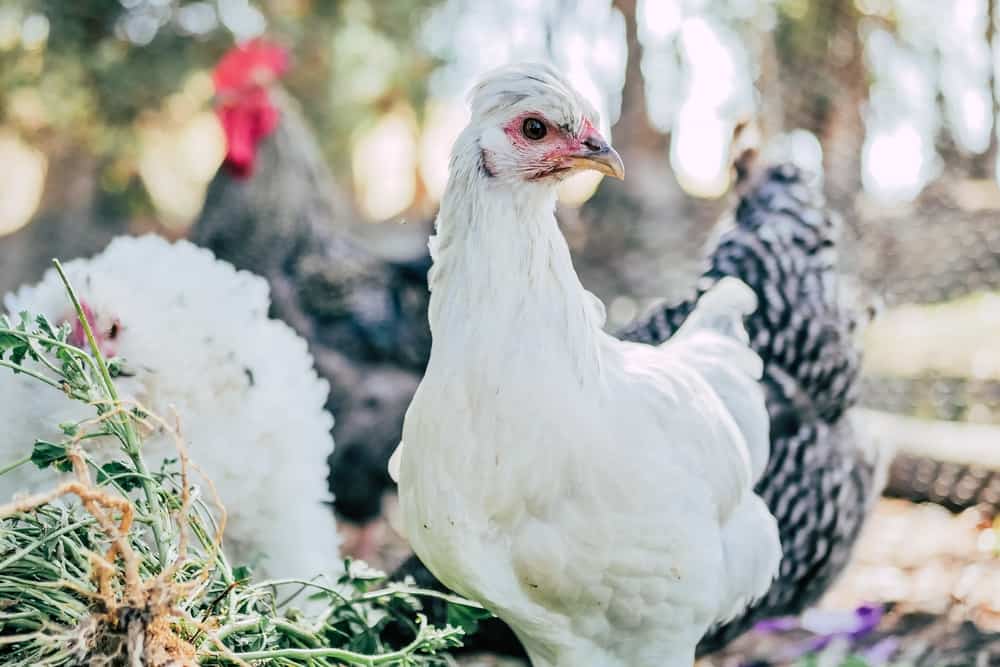 10 "Boredom Buster" Toys for Delightful Chicken Enrichment