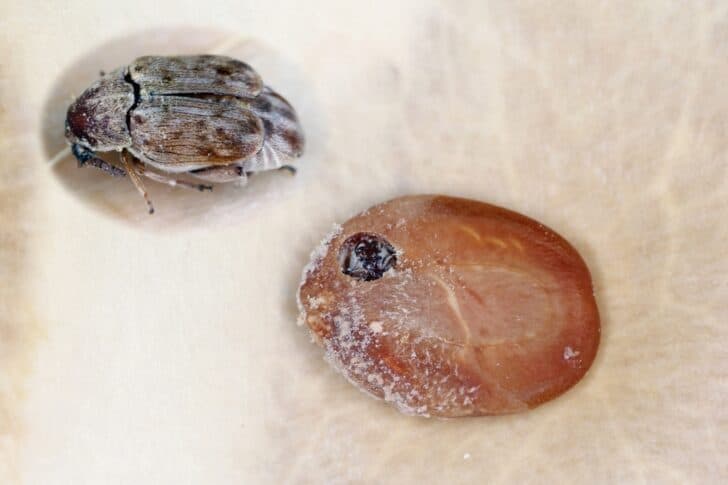 How to Identify and Deak with Obnoxious Bean Weevils
