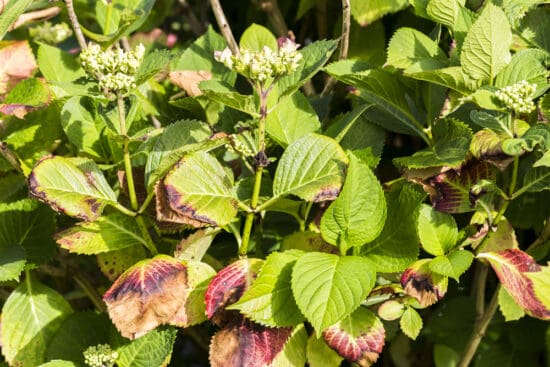 9 Hydrangea Diseases and How to Treat or Prevent Them